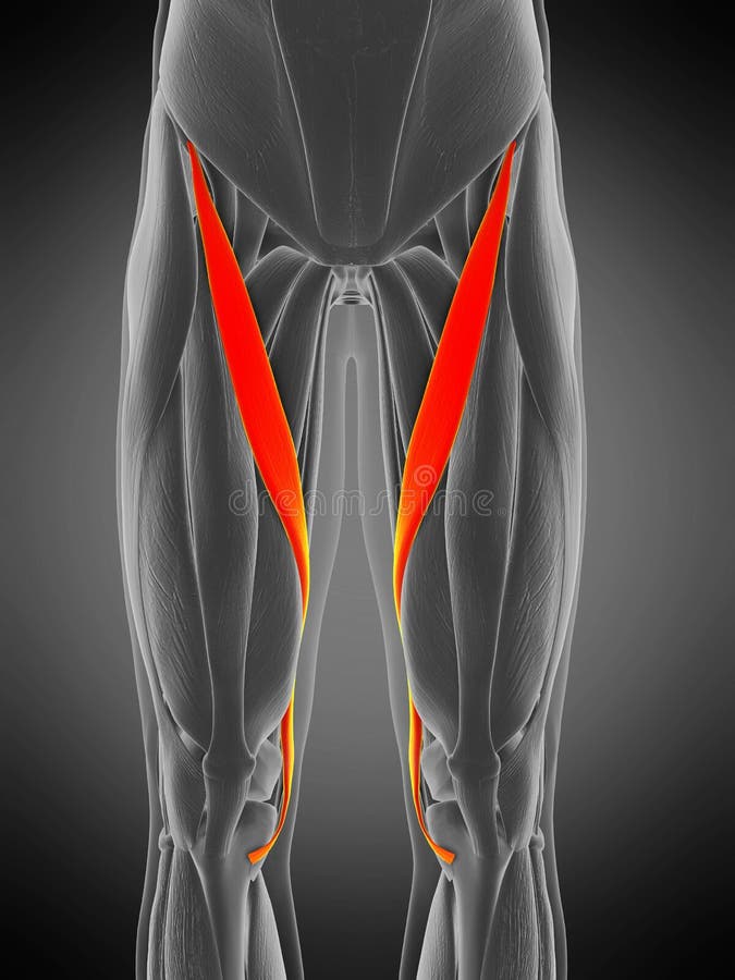 Sartorius - Anatomy Muscles Stock Illustration - Illustration of back ...