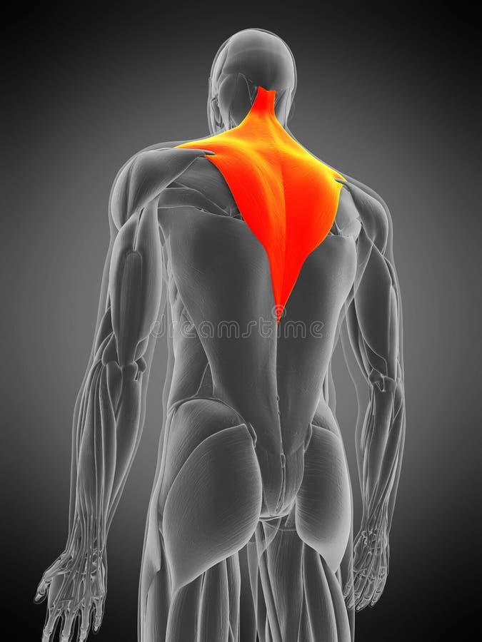 3D Illustration Of Trapezius. Stock Illustration - Illustration of ...