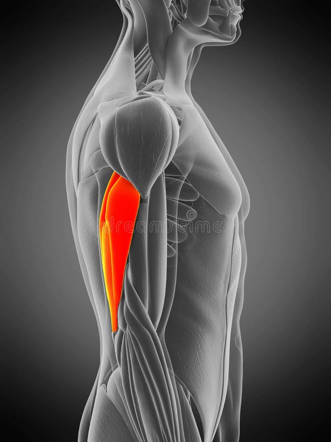 3D Illustration Triceps Fit Strong Human Anatomy Stock Illustration ...