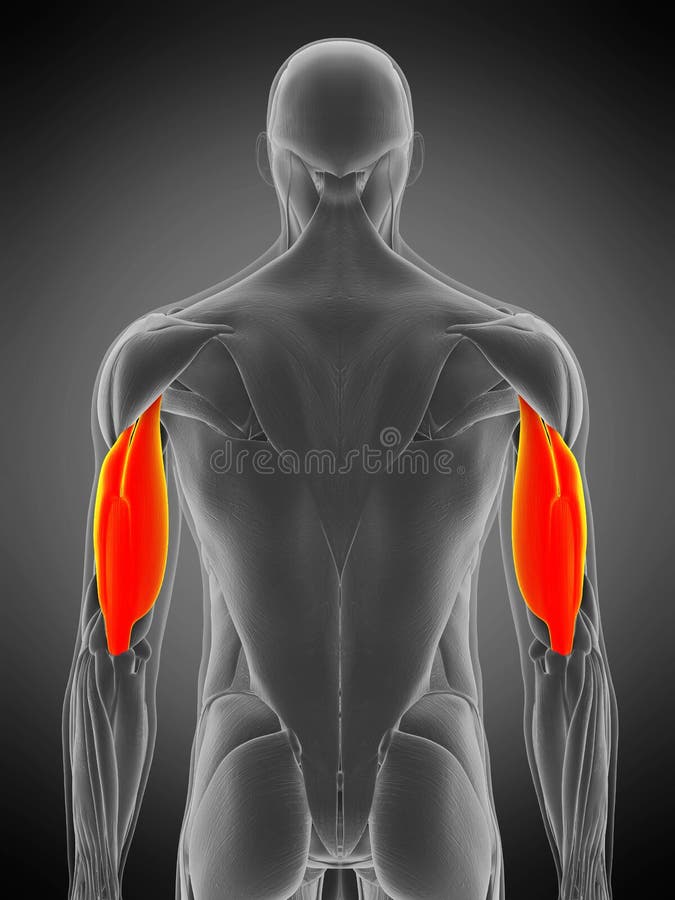 Anatomy Illustration - Triceps Stock Illustration - Illustration of ...