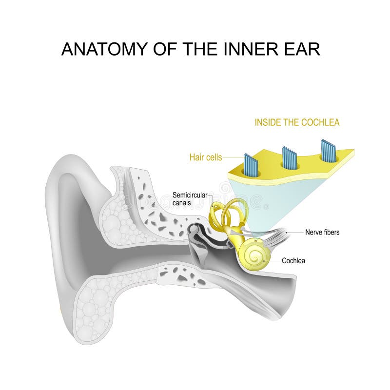 Anatomy of the Inner Ear. Close-up of Hair Cells Stock Vector ...