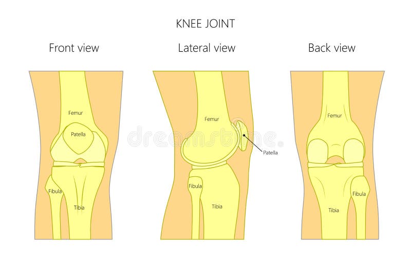 Anatomy1_Knee stock vector. Illustration of anterior - 98139903