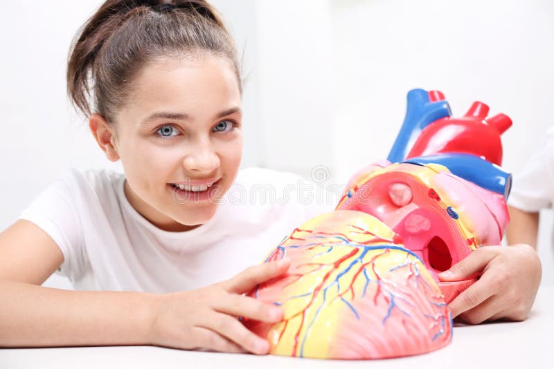 Anatomy lesson. Heart. stock image. Image of assistance - 75185929