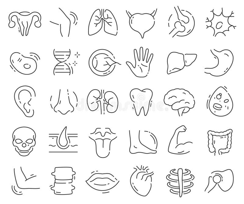 Anatomy Line Icons Collection. Thin Outline Icons Pack Stock Vector ...