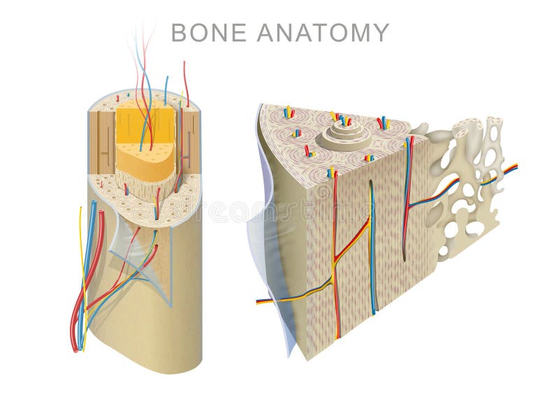 Lacunae Bone Diagram