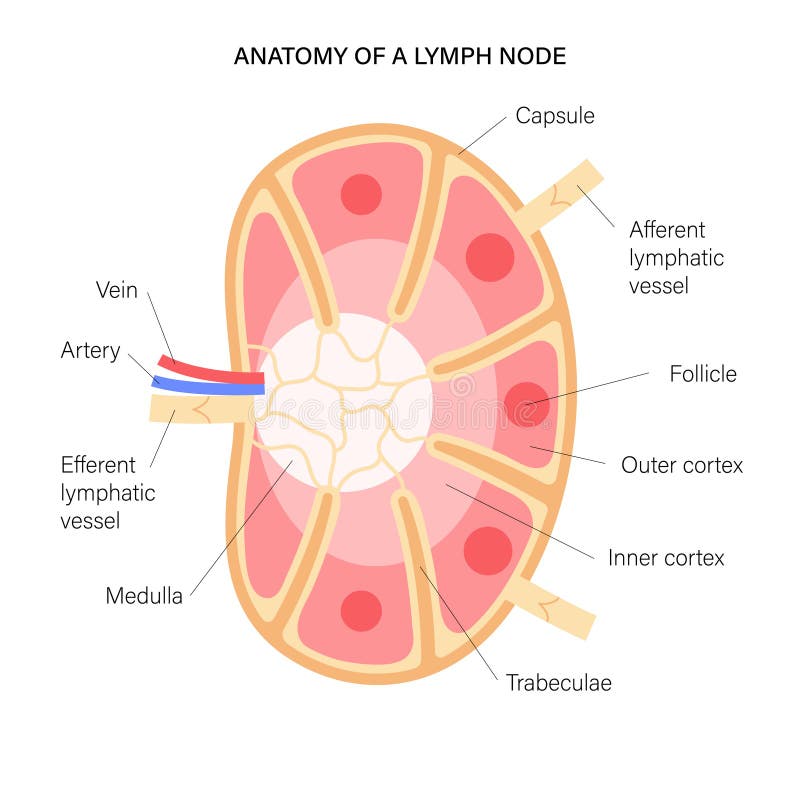 Lymph Node Anatomy Stock Vector Illustration Of Vascular 207782239