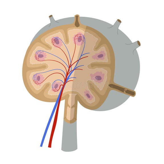 Anatomy of a Lymph Node. Simplified Scheme Showing External and ...