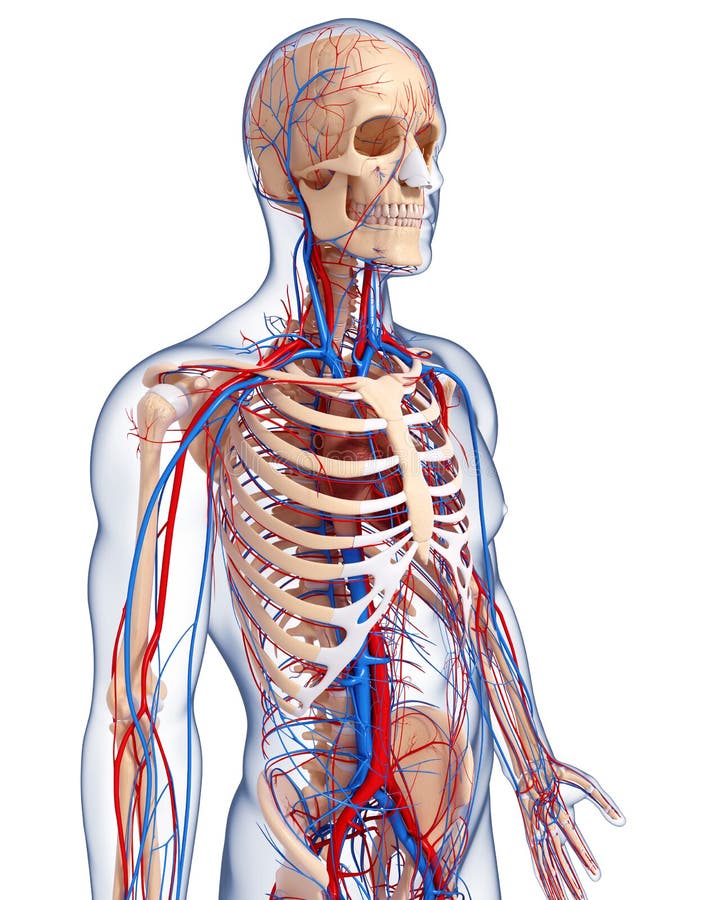 Anatomy of Male Body Circulatory System Stock Illustration ...
