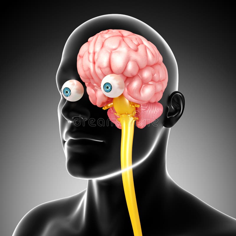 Anatomy of Male Brain and Medulla Oblongata Stock Illustration ...