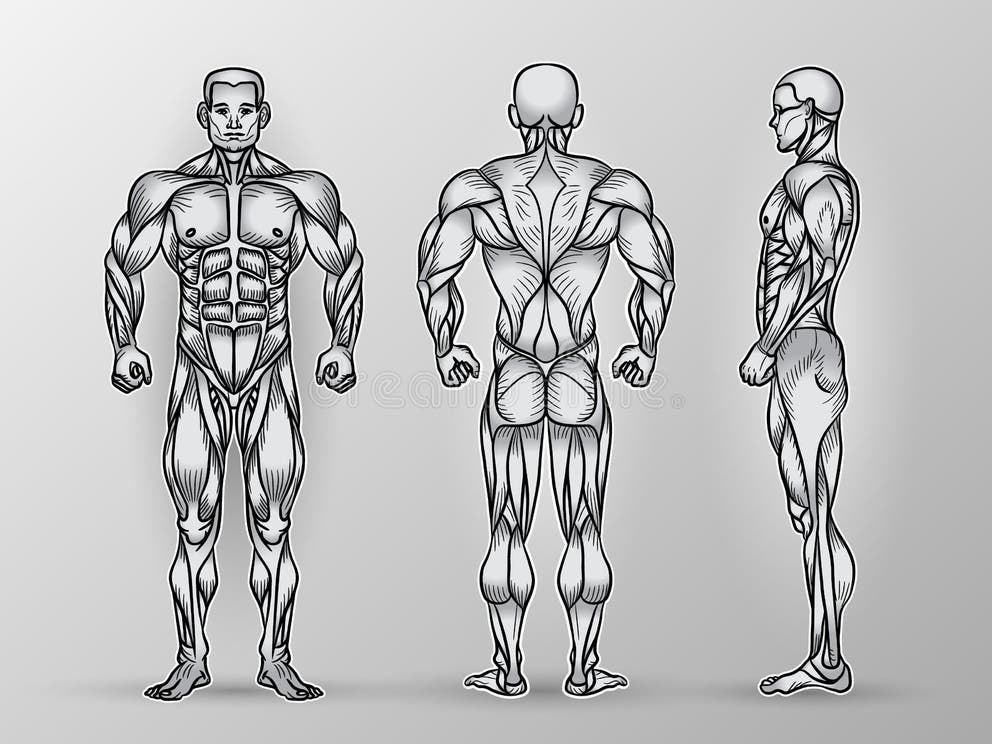 Man Body Anatomy Front Back Side Stock Illustrations 217 Man Body