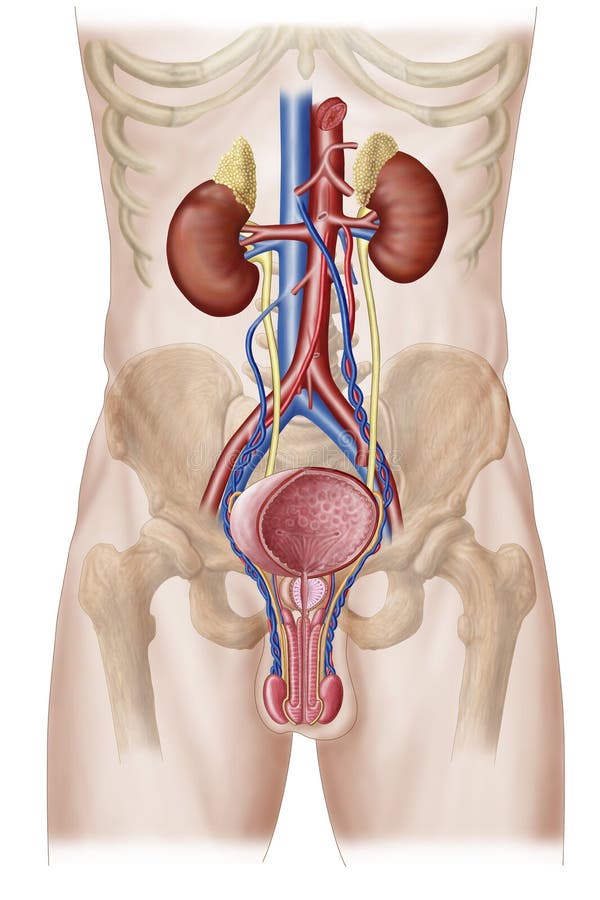 Anatomy of Male Urinary System. Stock Illustration - Illustration of gland, biomedical: 348605353