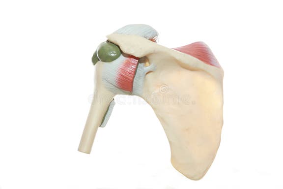Anatomy Model of Human Shoulder and Tendon. Anatomy Stock Image - Image ...