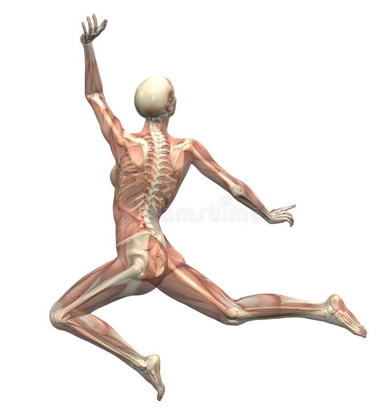 Human Anatomy - Muscle System - Female Stock Illustration ...