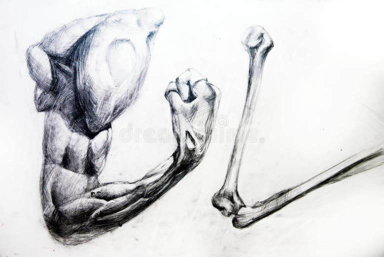Muscle Drawing Stock Illustrations – 22,086 Muscle Drawing Stock ...