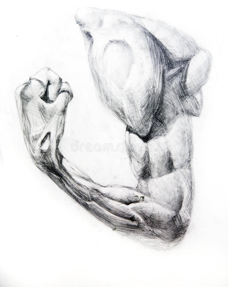Muscle Drawing Stock Illustrations – 28,975 Muscle Drawing Stock ...