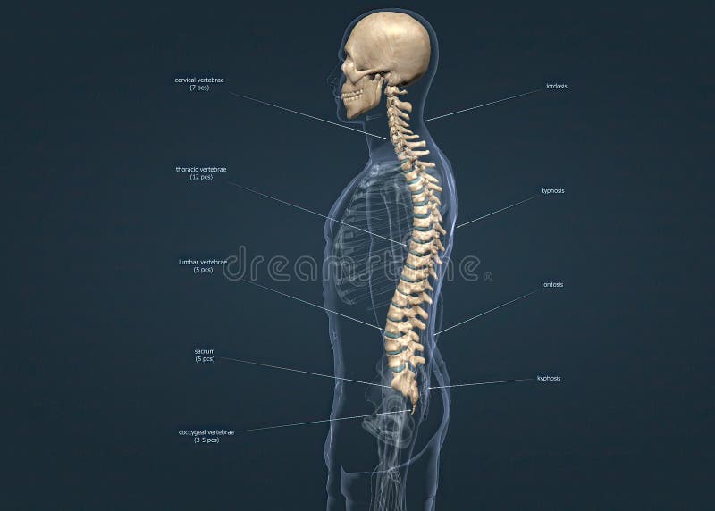 Anatomy of a Normal Spine stock illustration. Illustration of vertebra ...