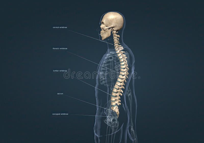 Anatomy of a Normal Spine stock illustration. Illustration of shoulder ...