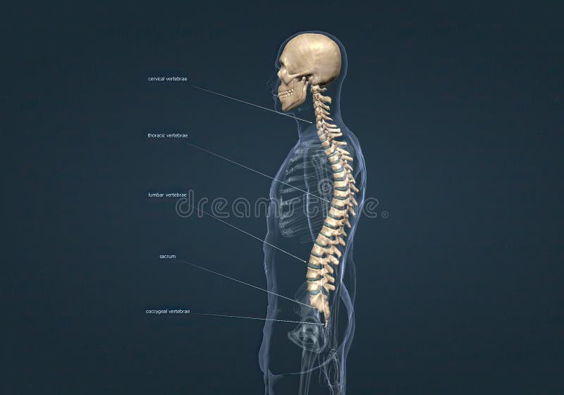 Anatomy of a Normal Spine stock illustration. Illustration of walking ...