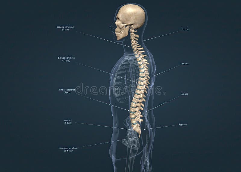 Anatomy of a Normal Spine stock illustration. Illustration of ...