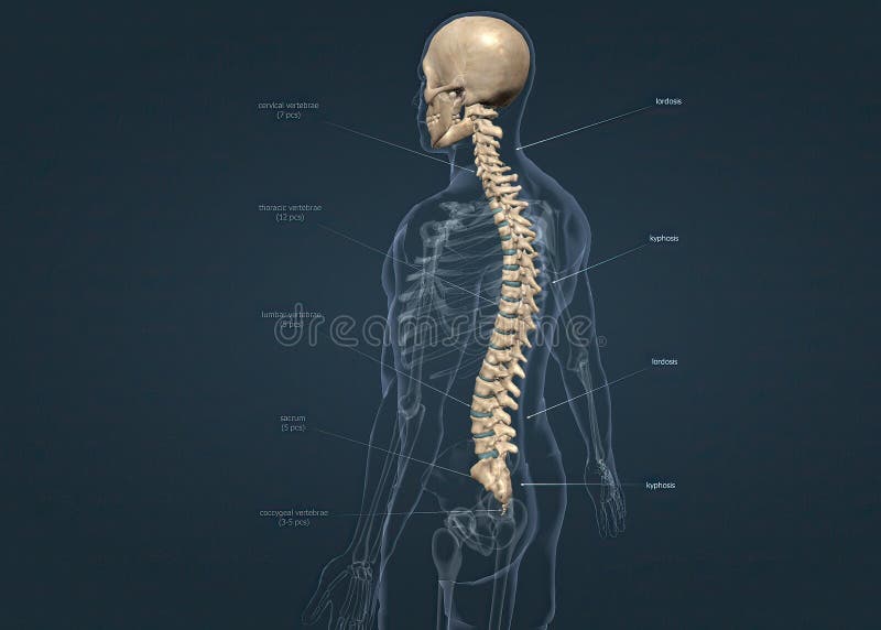 Anatomy of a Normal Spine stock illustration. Illustration of vertebra ...