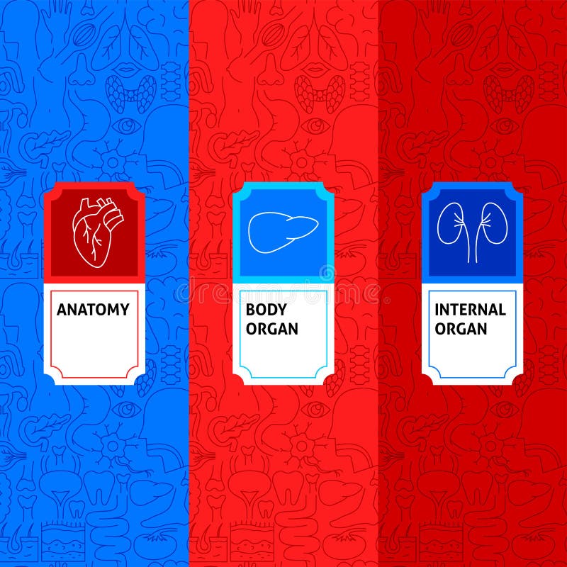 Anatomy Package Labels stock vector. Illustration of label - 260723518