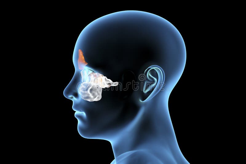 Anatomy Paranasal Stock Illustrations 323 Anatomy Paranasal Stock