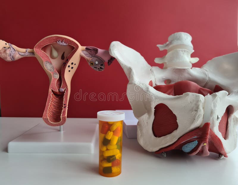 Anatomy Of Pelvis Of A Woman Gynecology Of Uterus And Pelvic Bones And