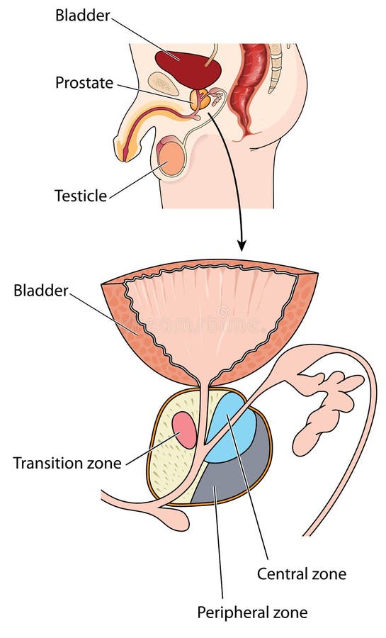 Anatomy Of The Prostate Gland Stock Vector Illustration Of Drawing Peripheral 60816596
