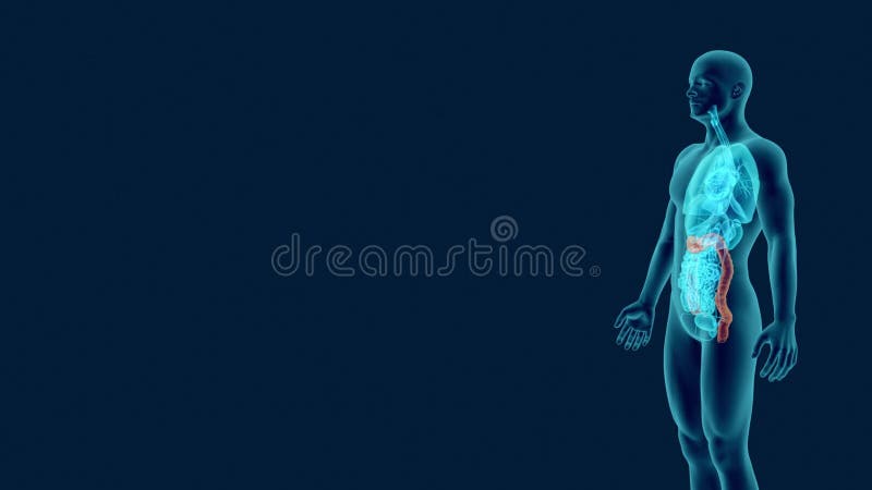 Anatomy X-rays of Human Colon with Digestive Organs 3d Animation Stock ...