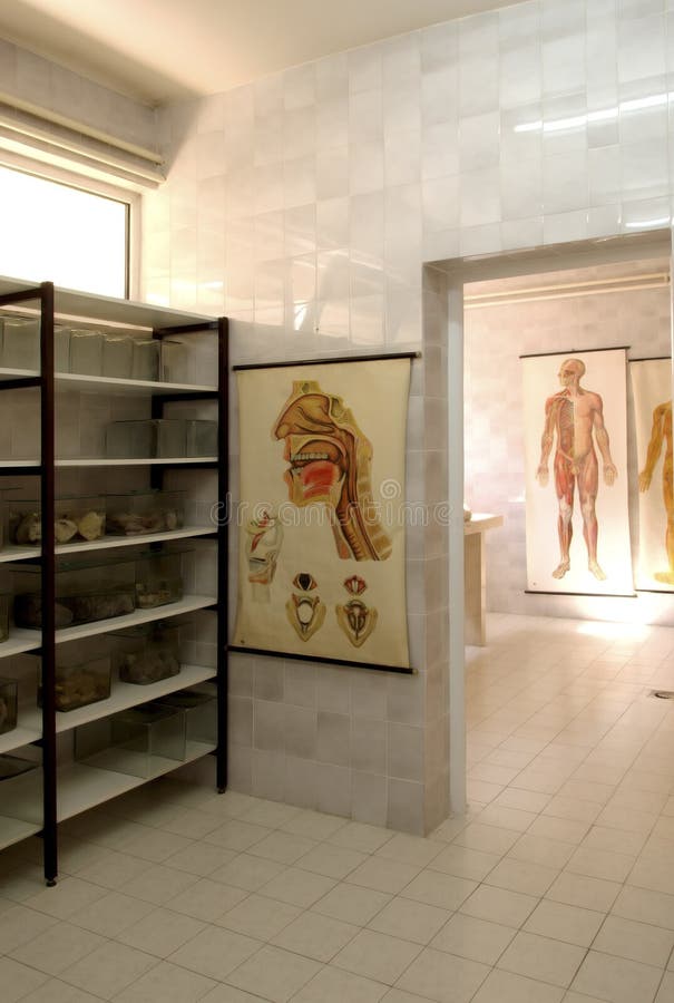 Anatomy room 2 stock image. Image of people, laboratory - 1453113