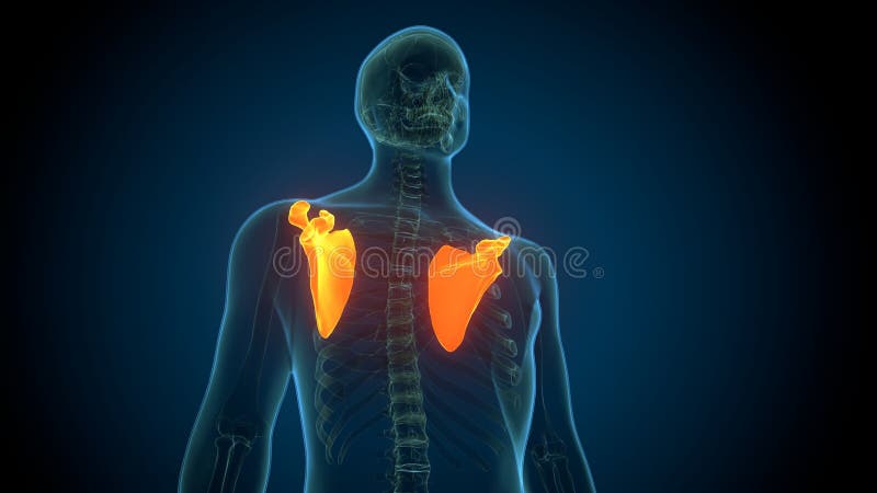 Human Skeleton Anatomy Scapula Bone 3D Rendering for Medical Concept ...