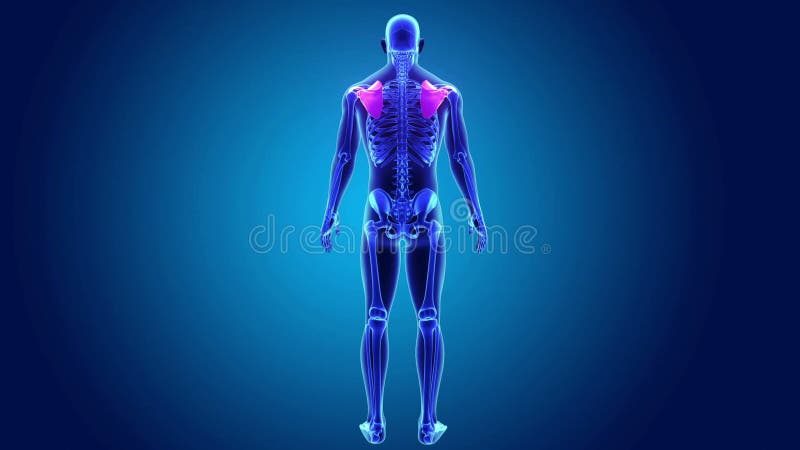 Scapula, Also Called Shoulder Blade, Either of Two Large Bones of the ...