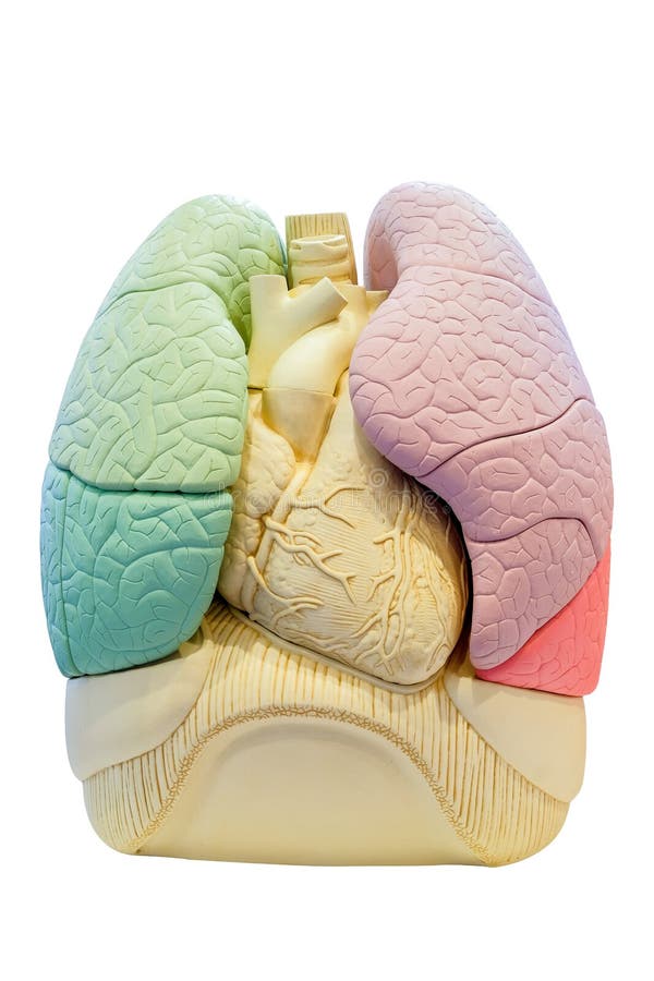 Anatomy Segment Lung Model, Internal Organs of Human Body Stock Image ...