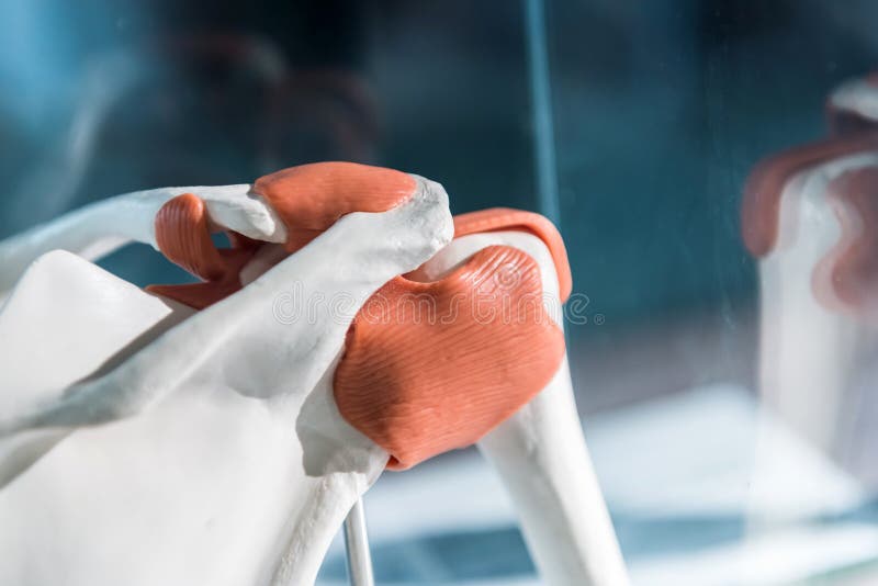 Anatomy of the shoulder stock photo. Image of together - 49110416