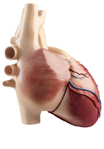Anatomy Side View Heart Interior Stock Illustrations – 3 Anatomy Side ...