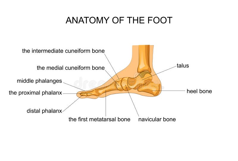 Anatomy of a skeleton foot stock vector. Illustration of podiatry ...