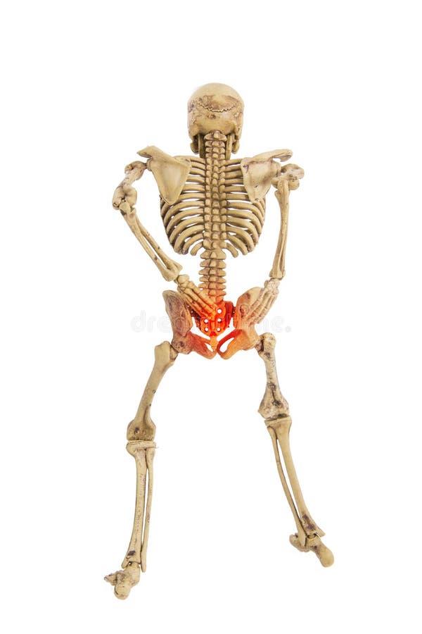 Anatomy skeleton human stock photo. Image of background - 127172926