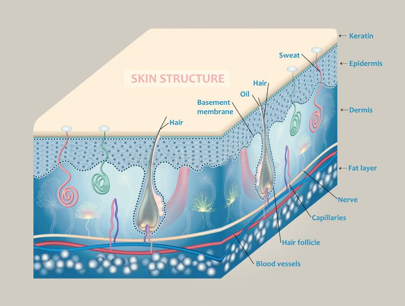 Anatomy of the Skin and the Layers and Elements that Compose it. Stock ...