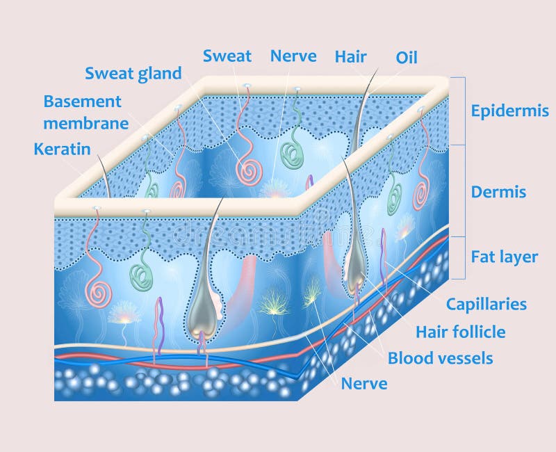 Anatomy of the Skin and the Layers and Elements that Compose it. Stock ...