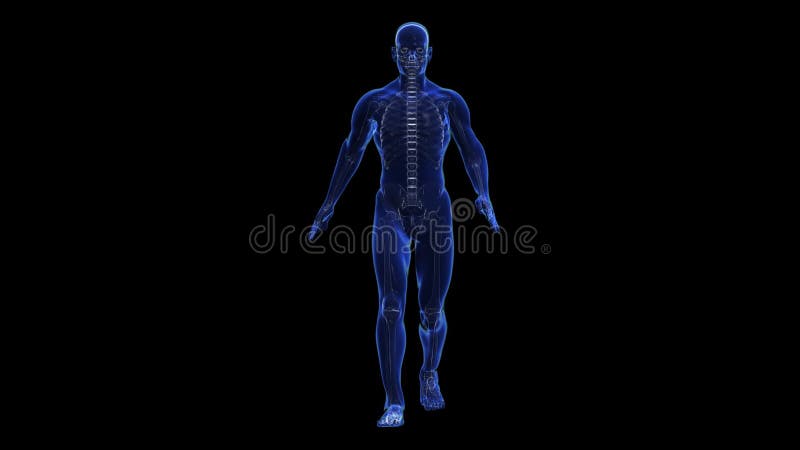 Anatomy: skin and skeleton stock footage. Video of skeleton - 39226810
