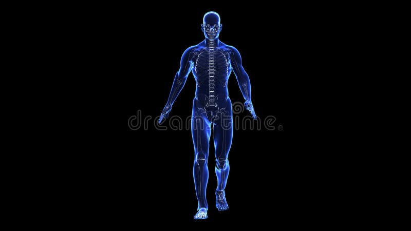 Anatomy: Skin, Skeleton and Nervous Stock Video - Video of head ...