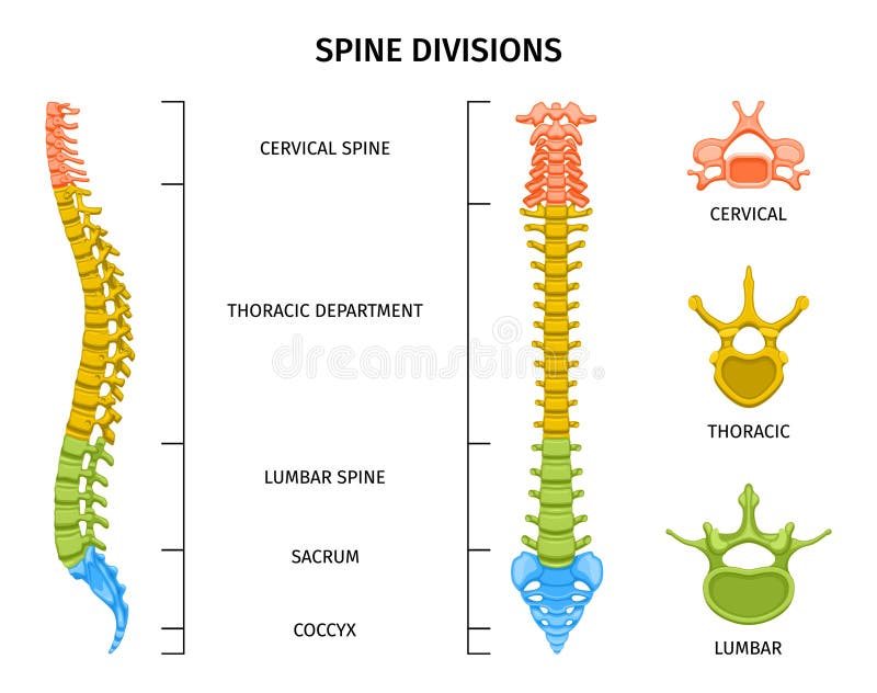 Spine Anatomy Realistic Chart Stock Vector - Illustration of object, closeup: 171189082