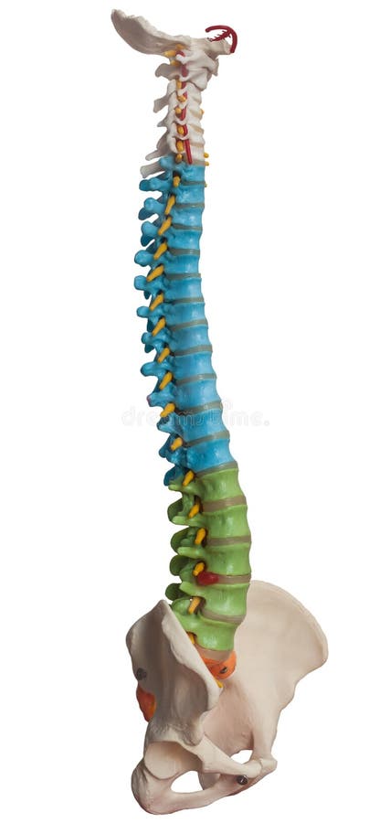 Anatomy, spine model stock photo. Image of healthcare - 92676316