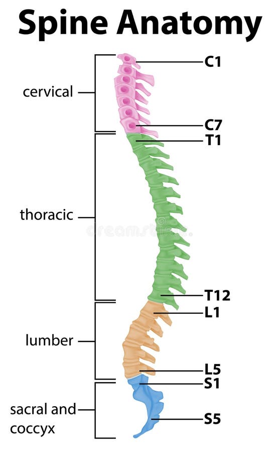 Anatomy of the Spine or Spinal Curves Infographic Stock Vector ...