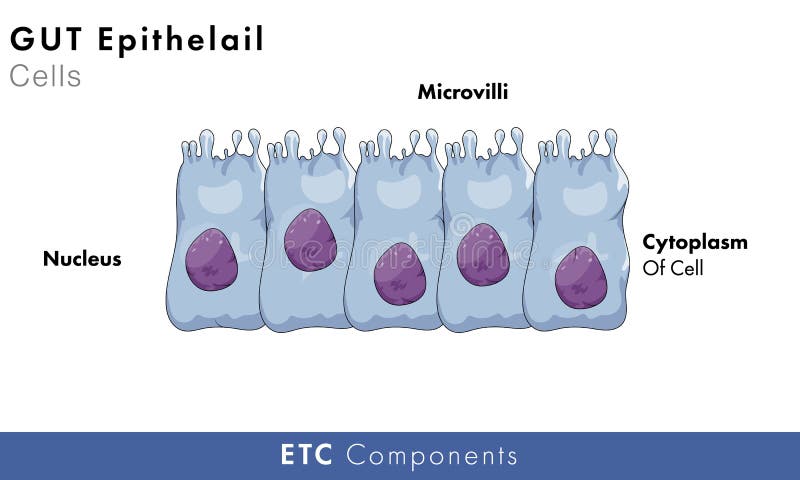 Epithelial Cells Vector Illustration. Medical Location and Meaning ... Epithelial Cells Vector Illustration. Medical Location and Meaning ...