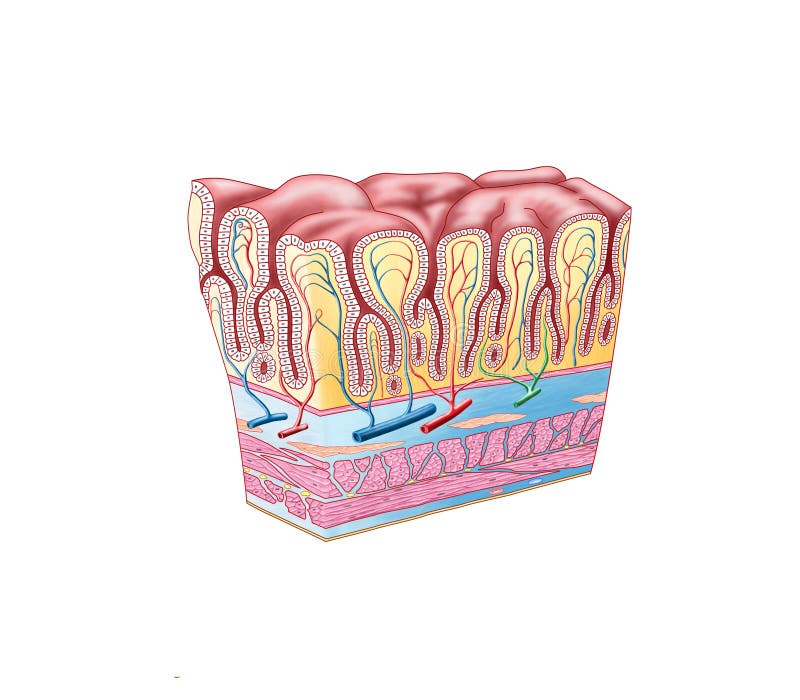 Anatomy of the Structure and Layers of the Stomach Wall. Stock ...