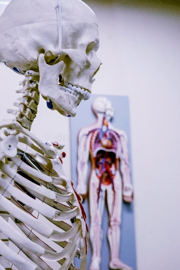 Anatomy Study Room at Medical School Classe. Stock Image - Image of ...