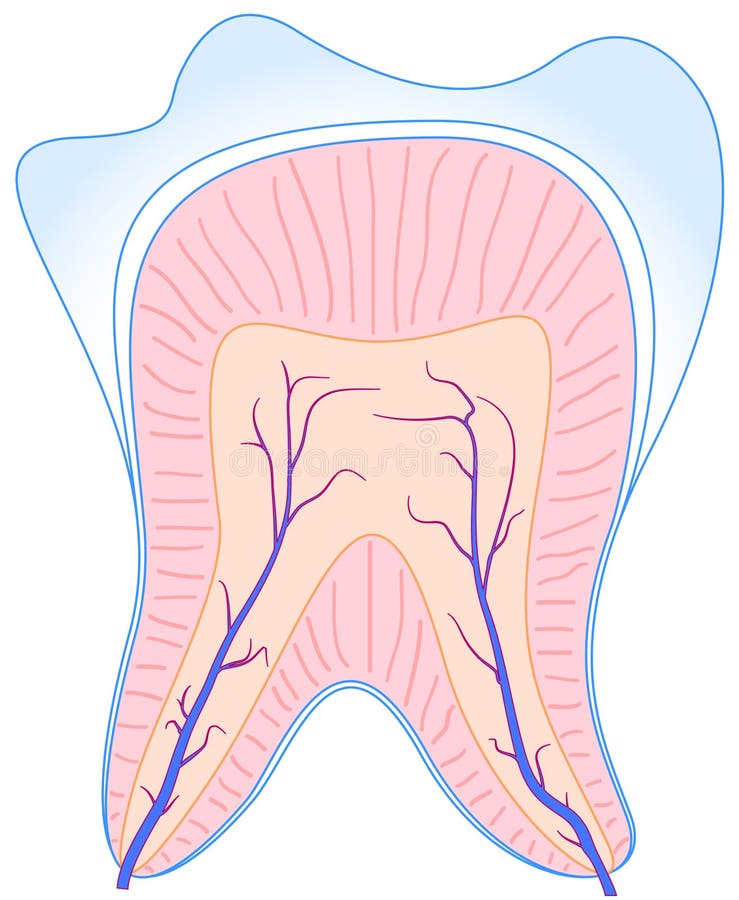 Tooth anatomy stock vector. Illustration of diagram, ache - 19083813 Tooth anatomy stock vector. Illustration of diagram, ache - 19083813