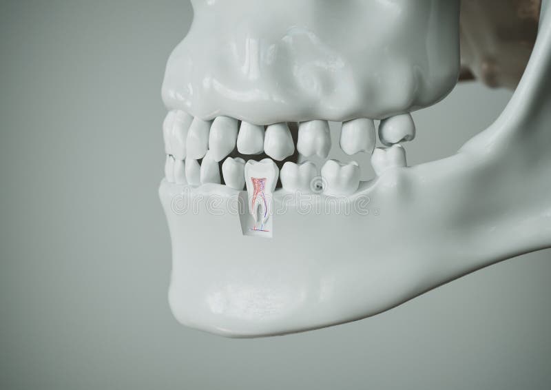 Anatomy of a Tooth with Complete Dentition on a White Background - 3D ...