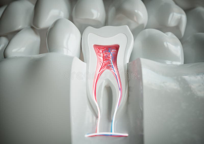 Anatomy of a Tooth with Complete Dentition on a White Background - 3D ...
